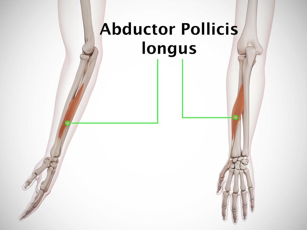 ABDUCTOR POLLICIS LONGUS - MOHO