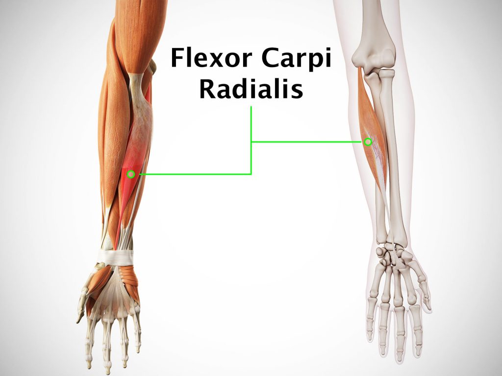 FLEXOR CARPI RADIALIS - MOHO