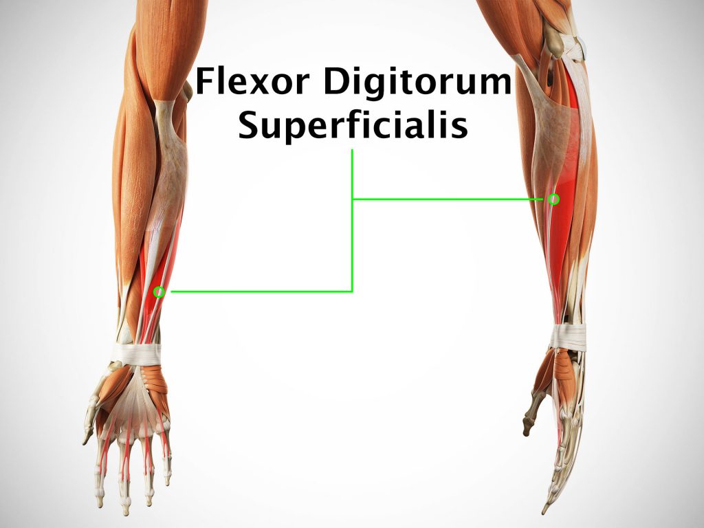 FLEXOR DIGITORUM SUPERFICIALIS - MOHO