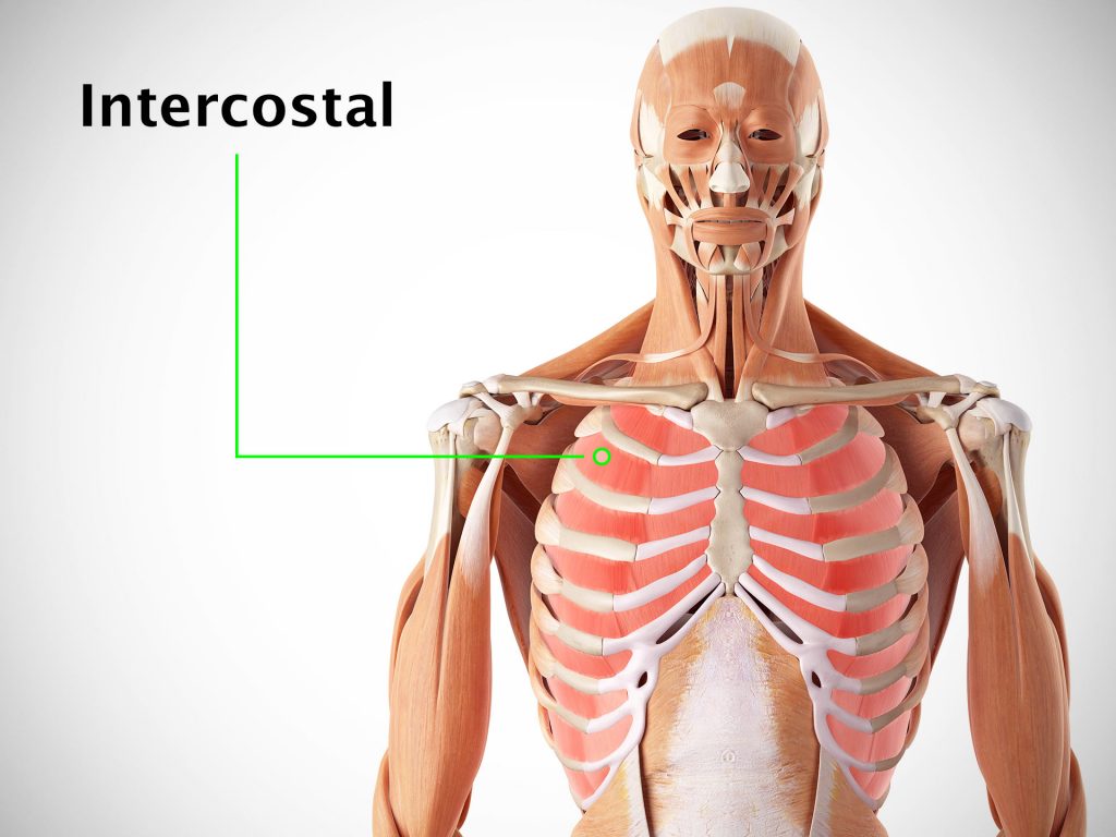 INTERCOSTAL MUSCLES - MOHO