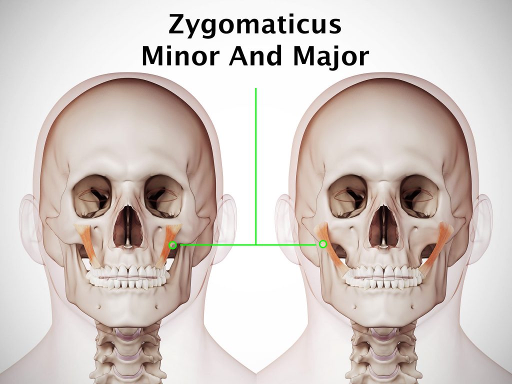 ZYGOMATICUS MINOR AND MAJOR - MOHO